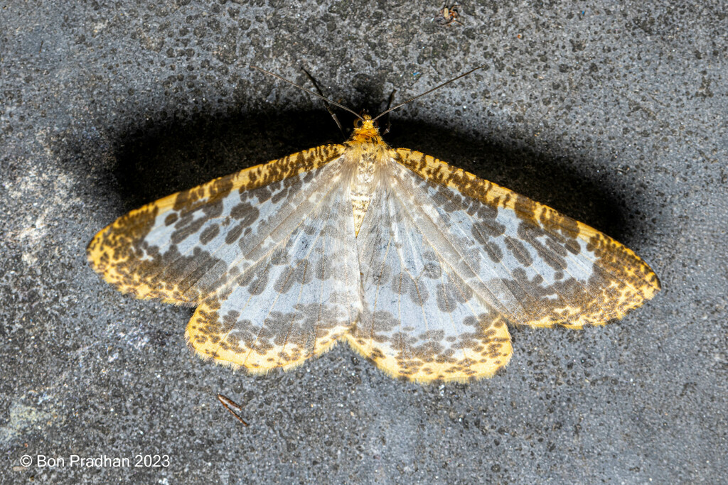 Epobeidia lucifera from Darjeeling town, Gandhi Road, Darjeeling, West ...