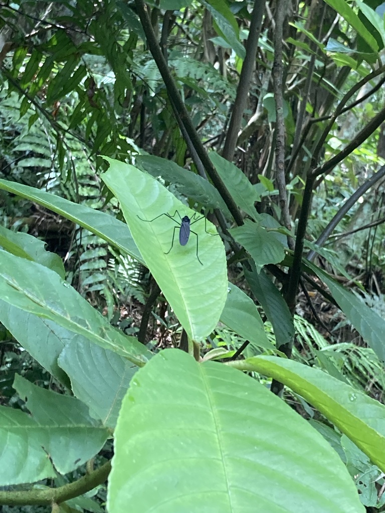 Insects from Hsinchu County, Taiwan, Taiwan on August 13, 2023 at 10:39 ...