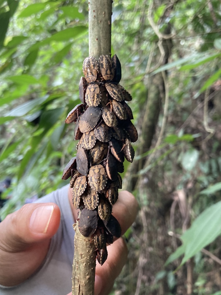 Cyclopelta from Hsinchu County, Taiwan, Taiwan on August 13, 2023 at 10 ...