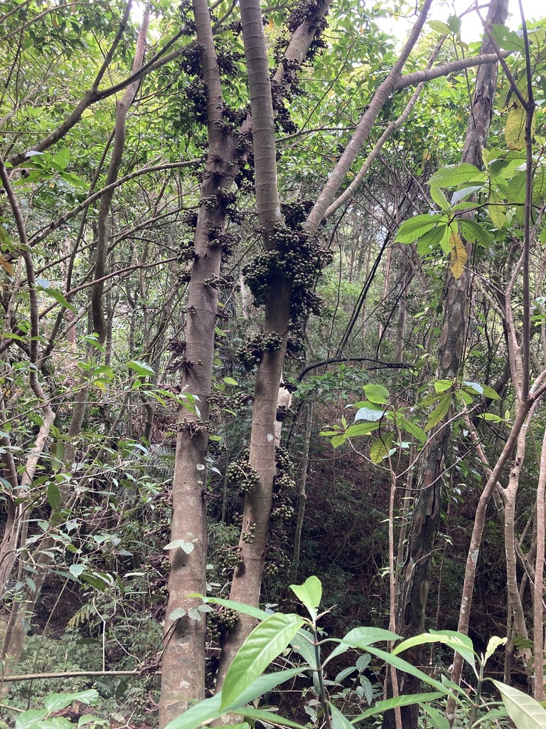 Milk Tree from Hsinchu County, Taiwan, Taiwan on August 13, 2023 at 10: ...