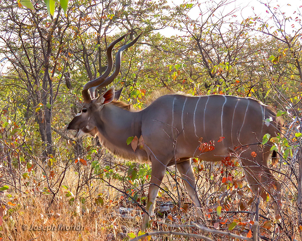 Southern Greater Kudu from Oshikoto Region, Namibia on July 26, 2023 at ...