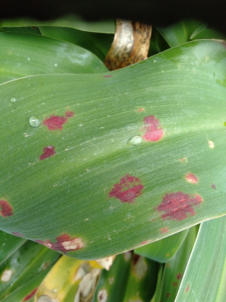 Aphelenchoides ritzemabosi from Regent, Whangārei, New Zealand on ...