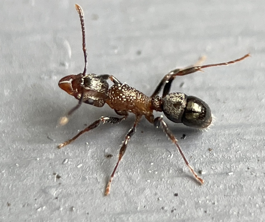 Pony Ants in August 2023 by suecee · iNaturalist