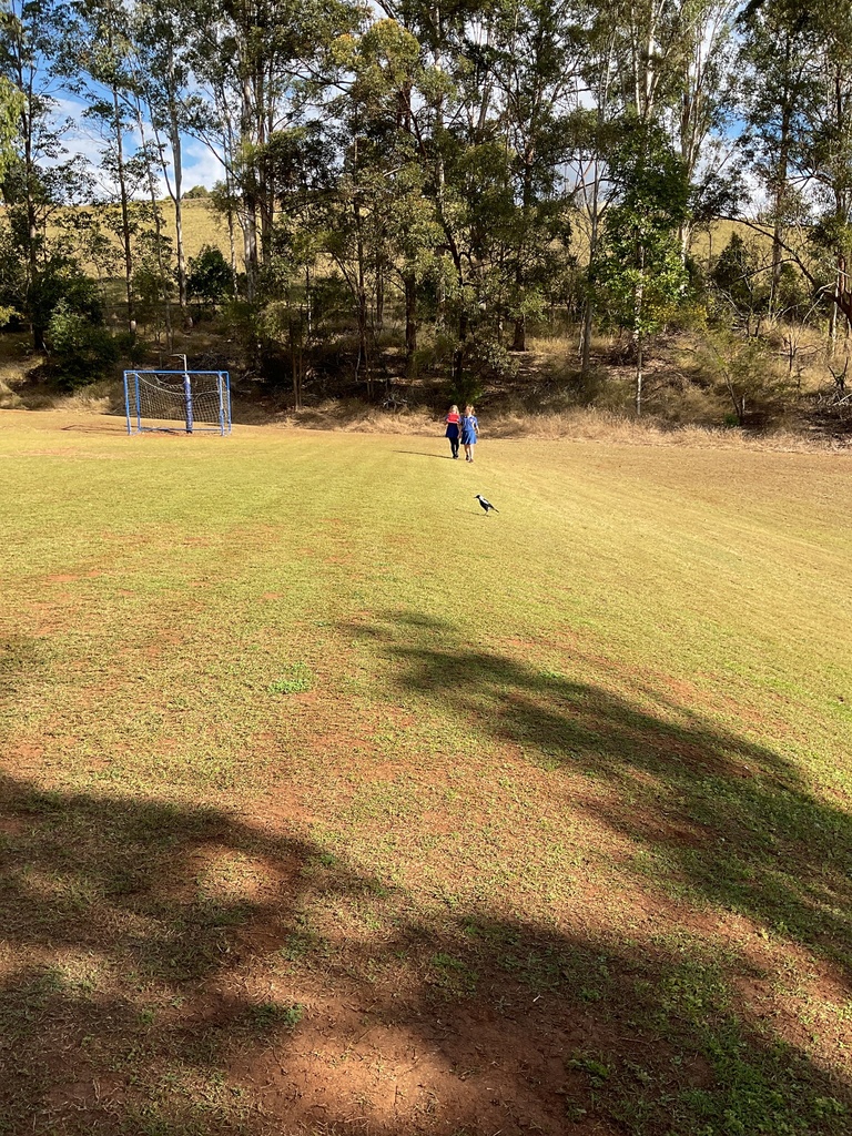 Australian Magpie from Mount Kilcoy State School, Mount Kilcoy, QLD, AU ...