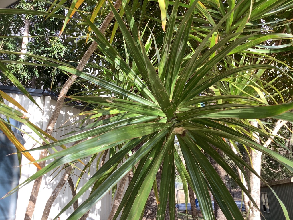 Dragon Trees from Kilcoy, AU-QL, AU on August 9, 2023 at 02:54 PM by ...