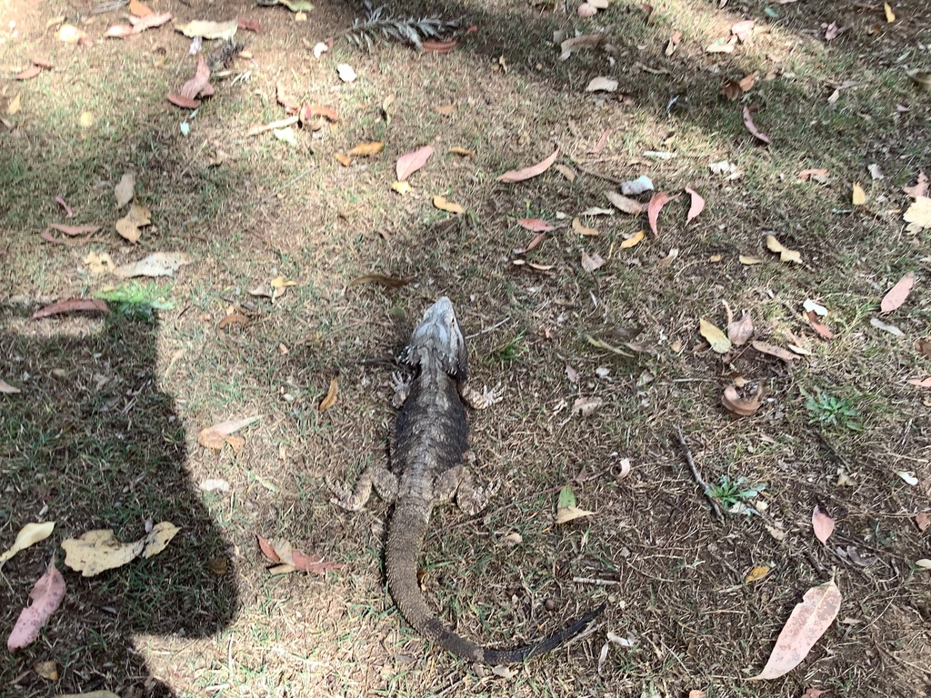 Eastern Bearded Dragon from Mount Kilcoy State School, Mount Kilcoy ...