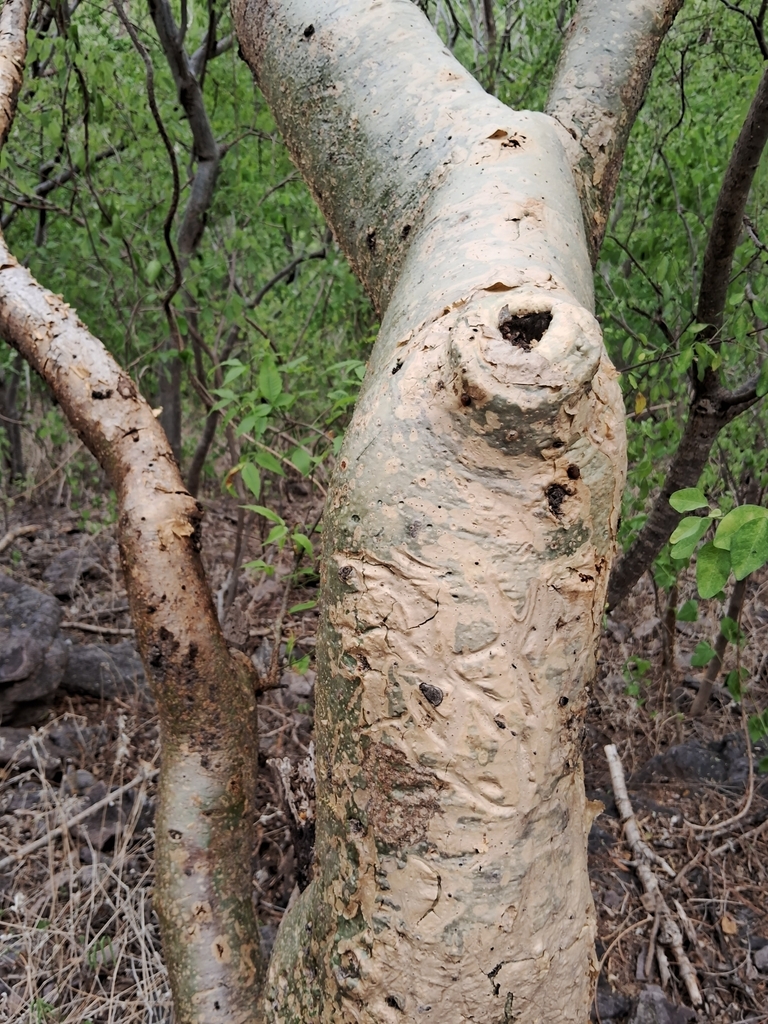 Bursera lancifolia from Cerro La Leona on August 12, 2023 at 12:28 PM ...