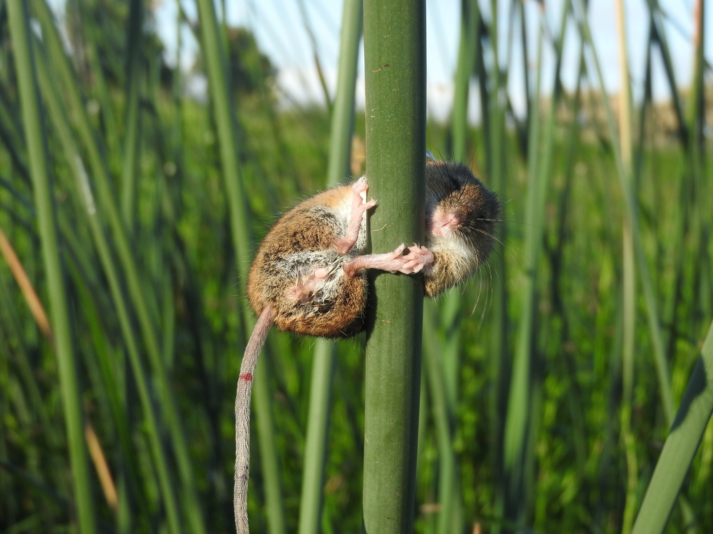 Salt Marsh Harvest Mouse in June 2023 by Alec Cowles. red dot is ...