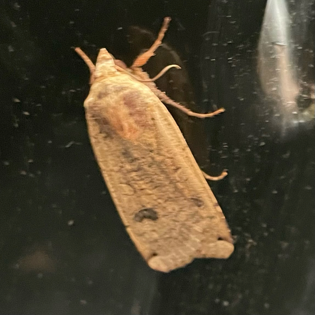 Large Yellow Underwing from Selwyn on August 12, 2023 at 10:07 AM by ...