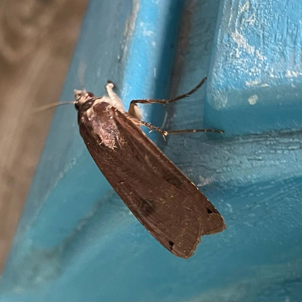 Large Yellow Underwing from Selwyn on August 12, 2023 at 10:04 AM by ...