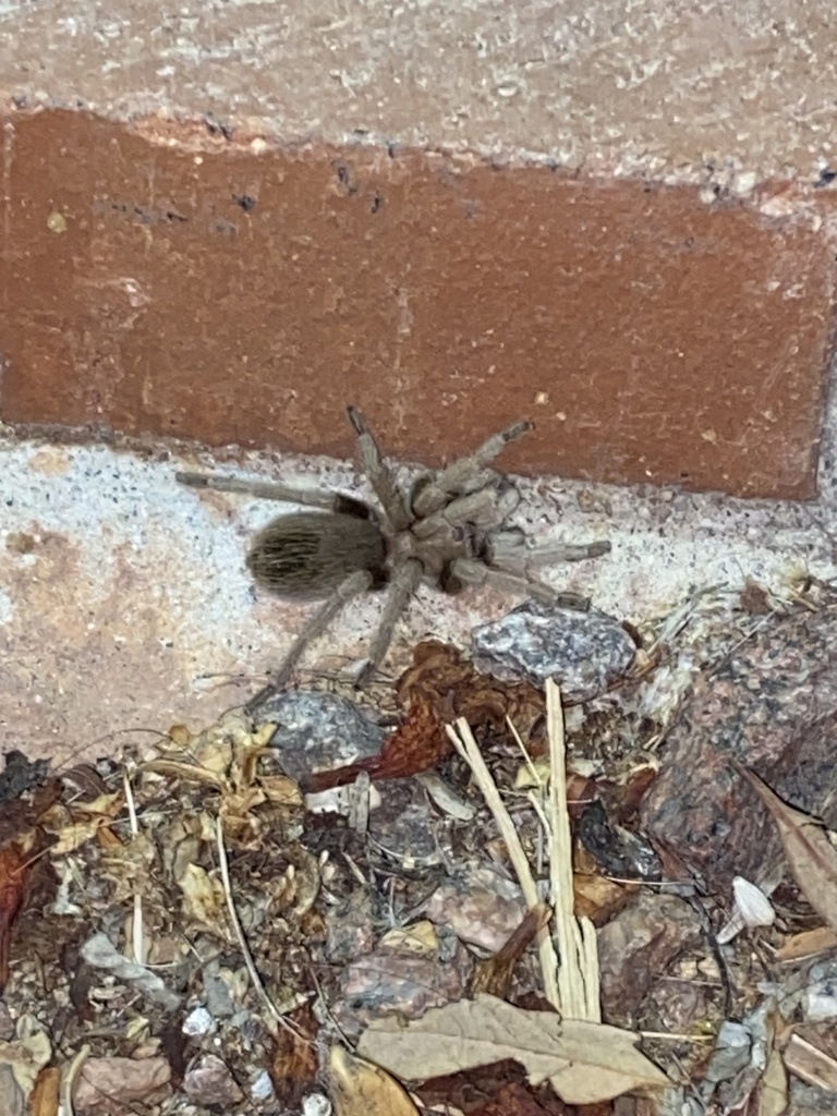Desert Blonde Tarantula from E Carmel Dr, Tucson, AZ, US on August 14 ...