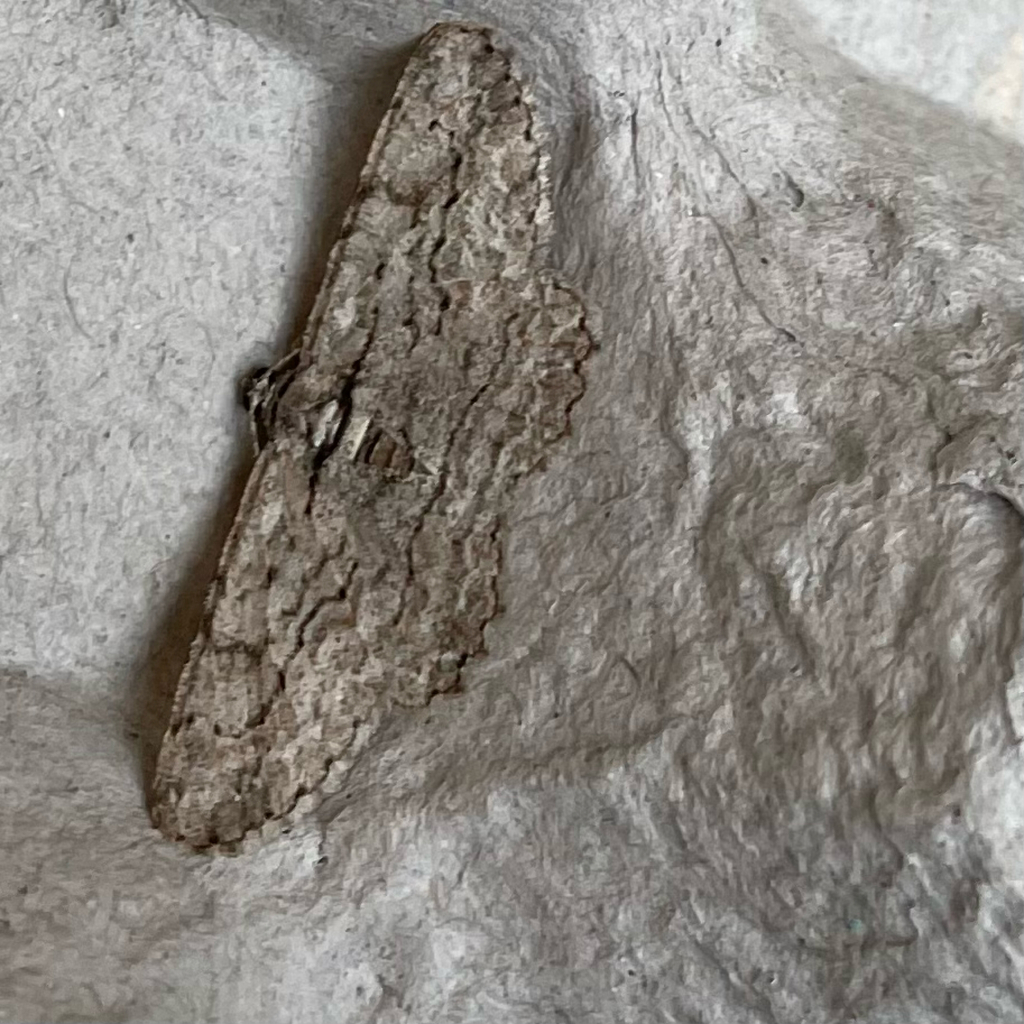 Common Gray from Selwyn on August 12, 2023 at 10:02 AM by ...