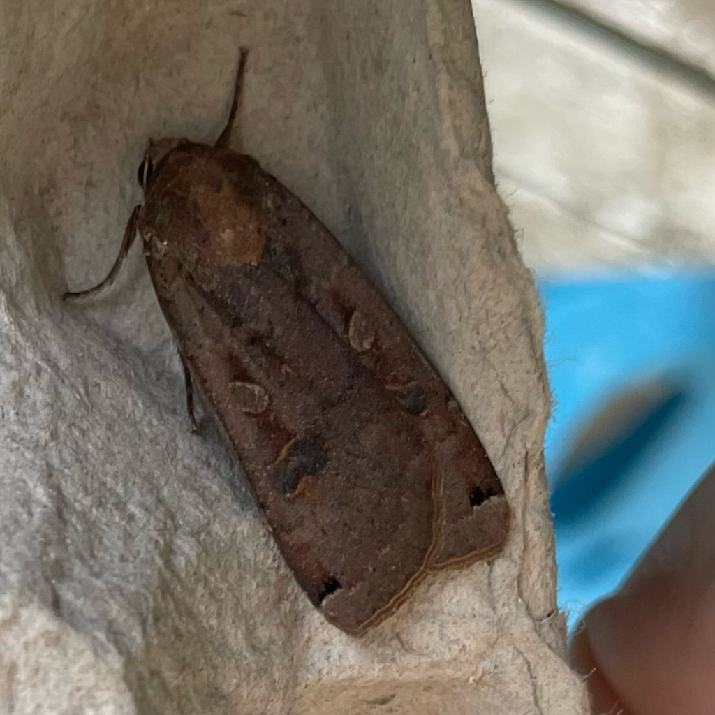 Large Yellow Underwing from Selwyn on August 12, 2023 at 10:02 AM by ...