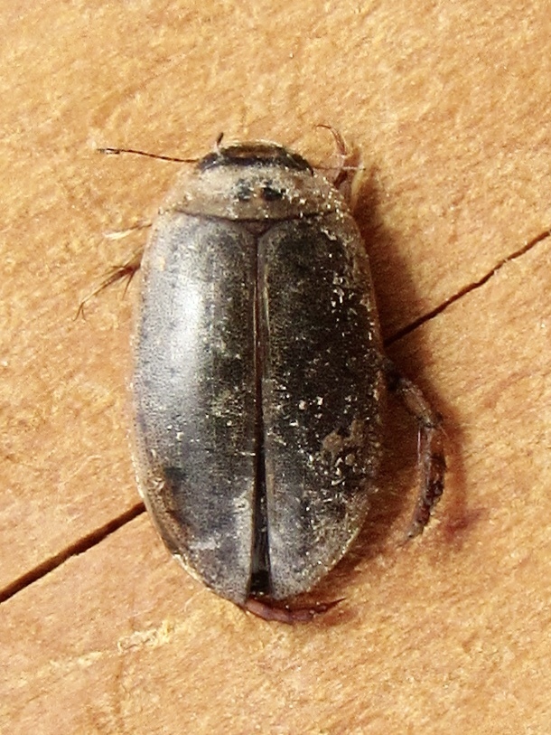Rhantus from La Plata County, CO, USA on July 30, 2023 at 04:16 PM by ...