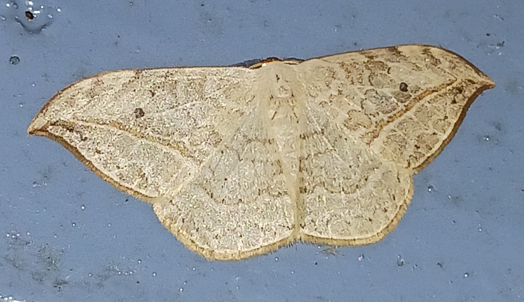 Drepana pallida from Kausani, District Almora, Uttarakhand 263639 ...