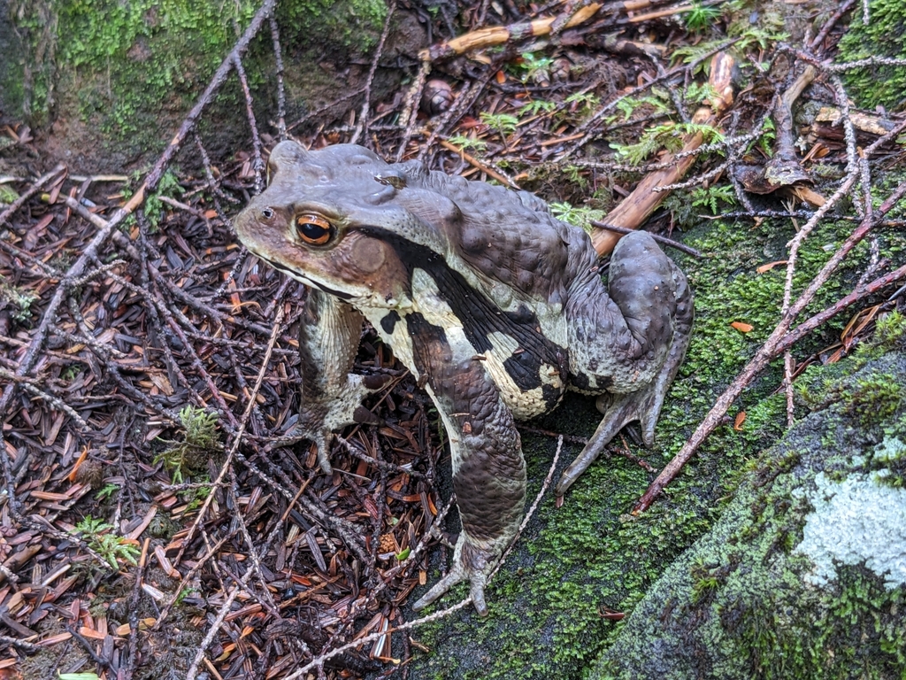Eastern-Japanese Common Toad from 391-0301, Japan on August 15, 2023 at ...