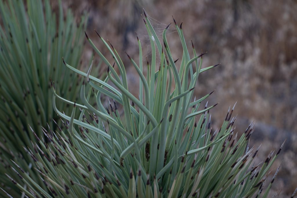 Joshua Tree from Pinon Hills, CA, USA on August 14, 2023 at 06:54 PM by ...