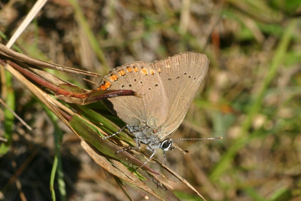 Coral Hairstreak from MacGregor Point Provincial Park, Bruce County, ON ...