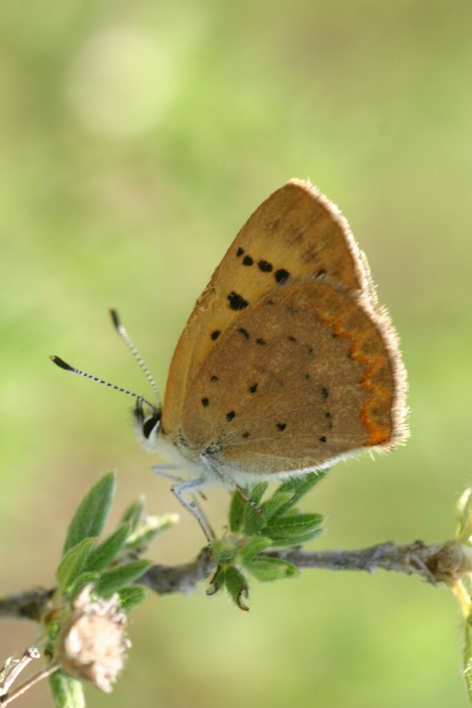 Dorcas Copper from MacGregor Point Provincial Park, Bruce County, ON ...
