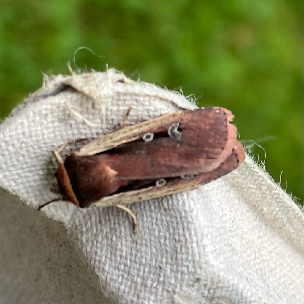 Flame-shouldered Dart from Selwyn on August 12, 2023 at 09:57 AM by ...