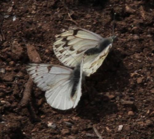 Subspecies Phulia mercedis mercedis · iNaturalist