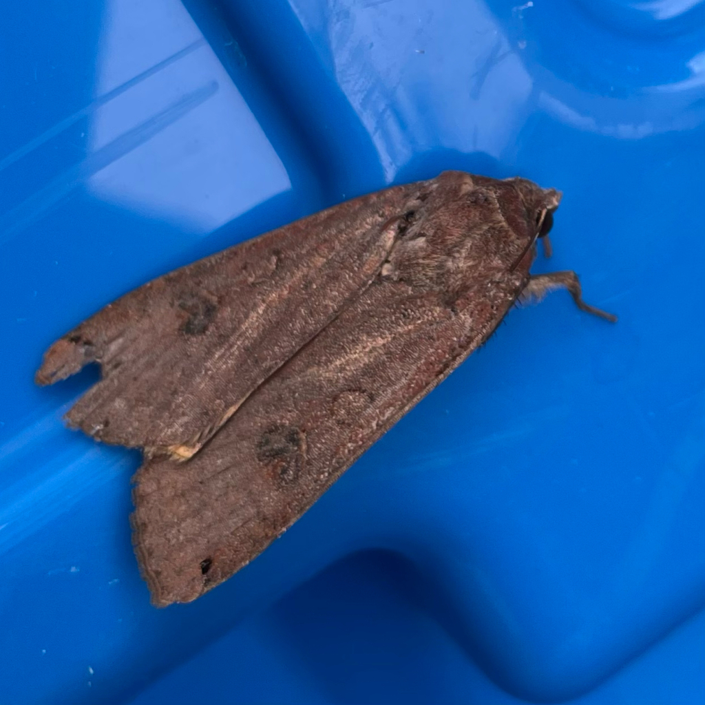 Large Yellow Underwing from Selwyn on August 12, 2023 at 09:55 AM by ...
