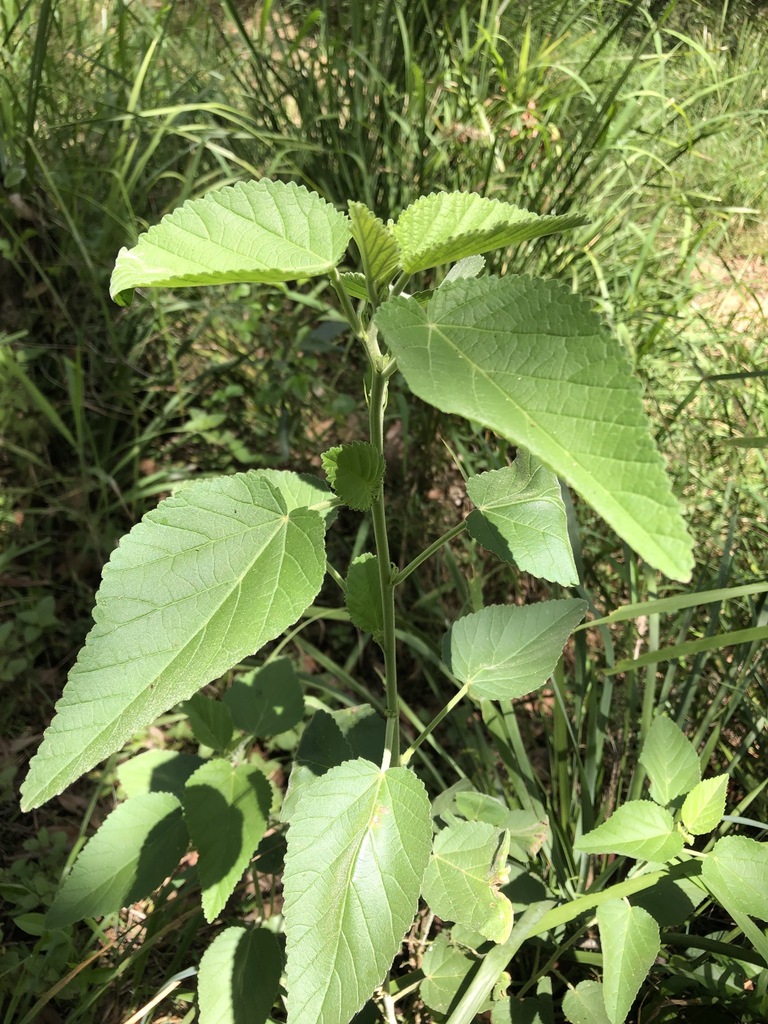 flannel weed in February 2023 by cwelden_ecp · iNaturalist