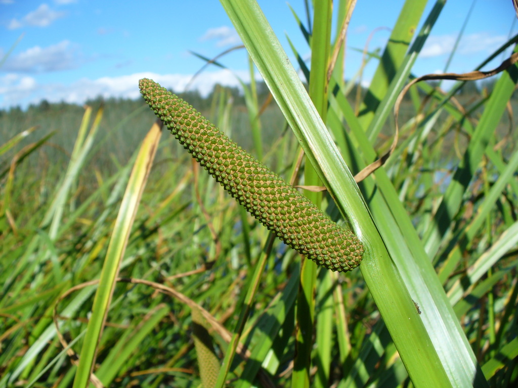 Eurasian Sweet-Flag (Wetland Plants of Georgia) · iNaturalist