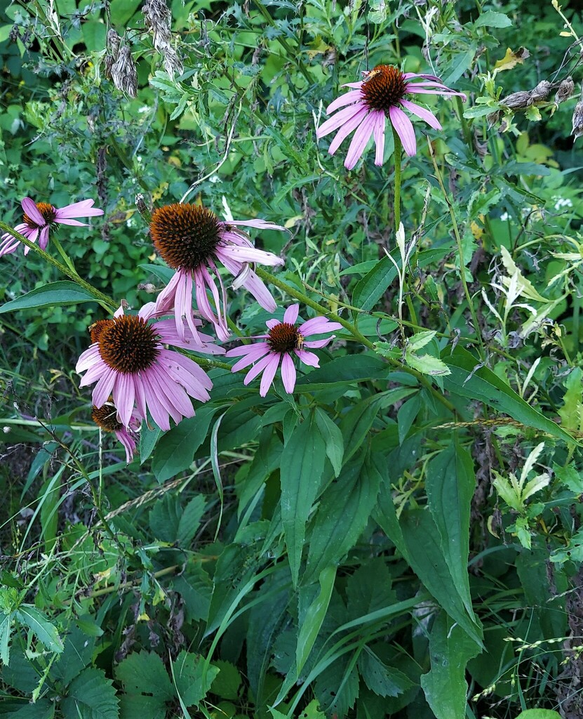 purple coneflower from Blue Earth County, MN, USA on August 11, 2023 at ...