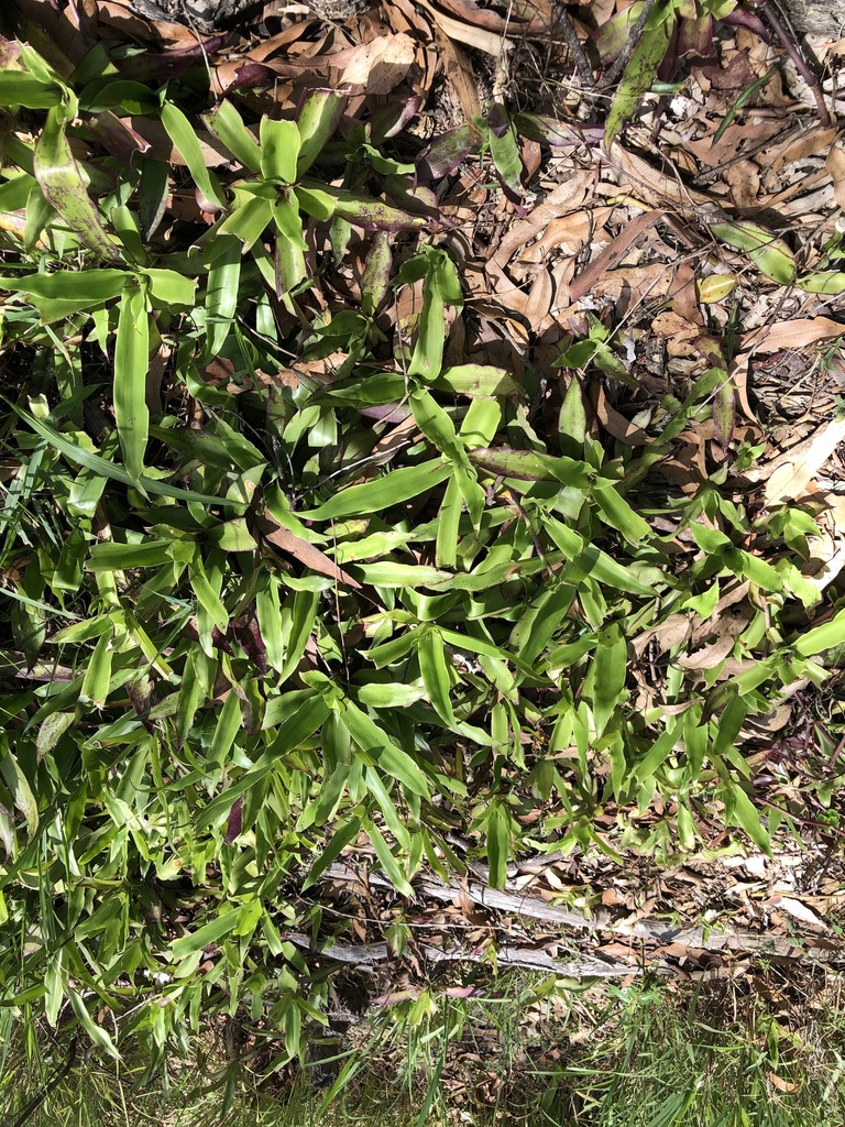 False Bromeliad Plant in February 2023 by cwelden_ecp · iNaturalist