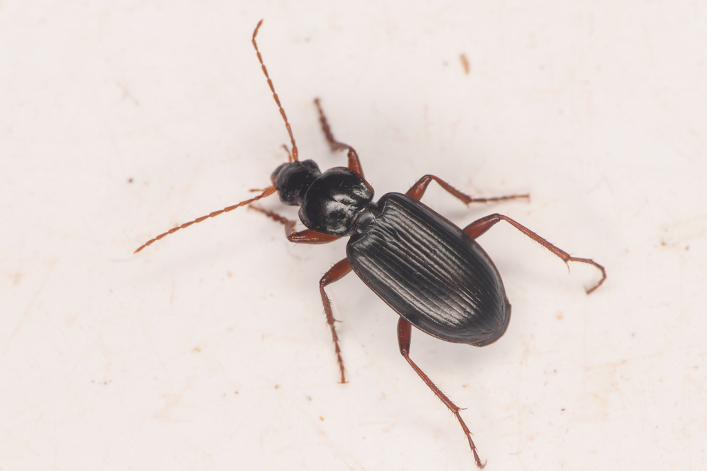 Calathus advena from Squamish-Lillooet, BC, Canada on August 13, 2023 ...