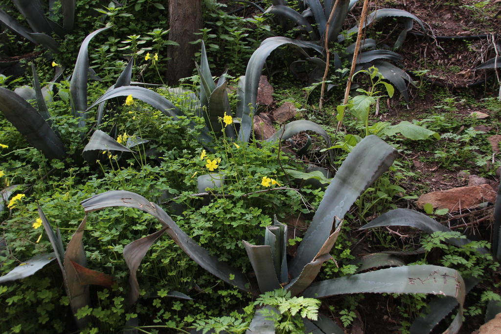 Bermuda buttercup from Cerro San Cristobal - path sw del la Virgen ...
