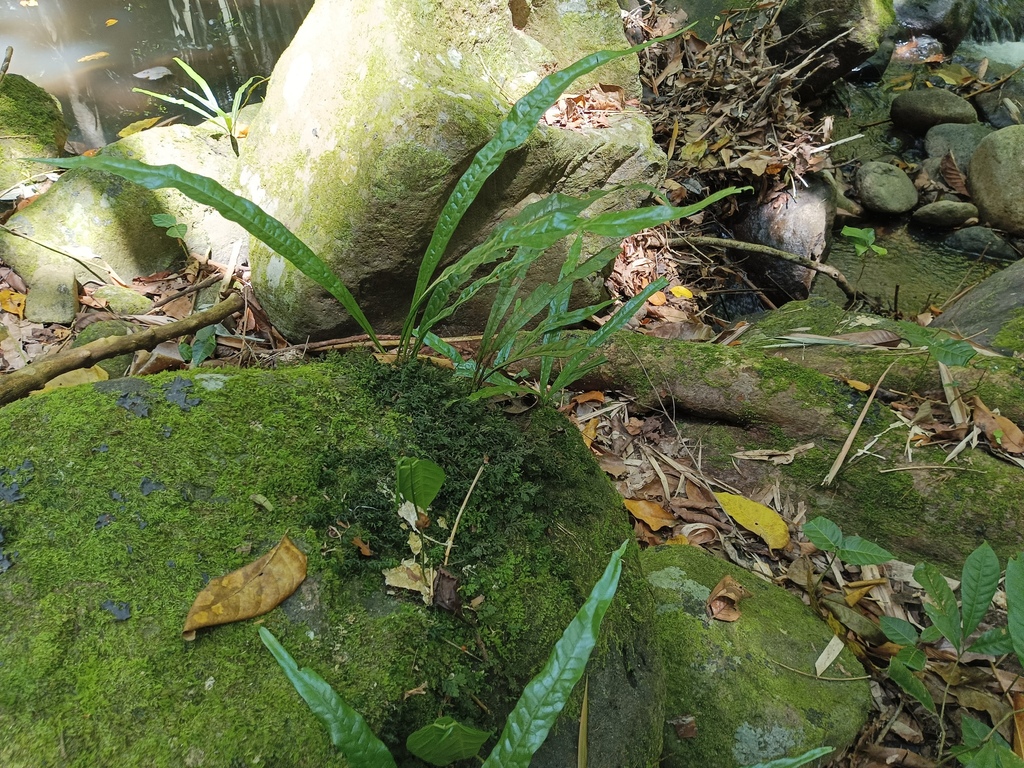 Microsorum longissimum from Mount Makiling, Los Baños, Laguna ...