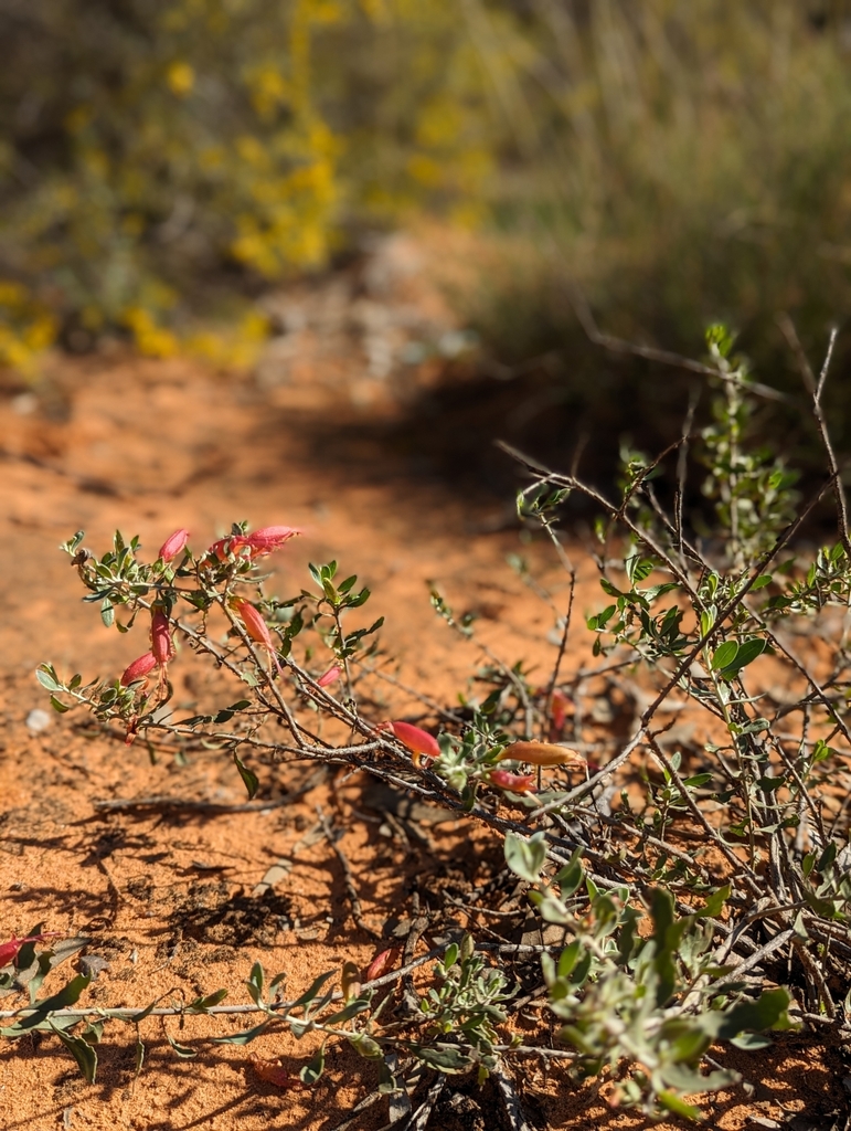 Common Emu-Bush in August 2023 by cinclosoma · iNaturalist