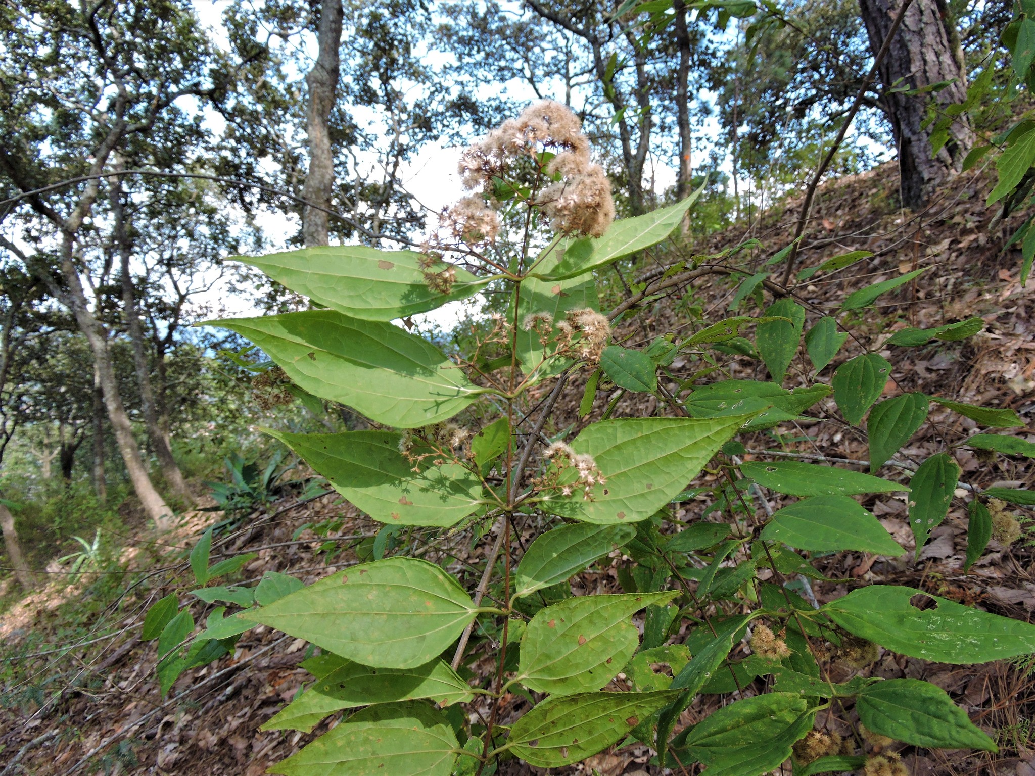 Ageratina areolaris (DC.) D.Gage ex B.L.Turner