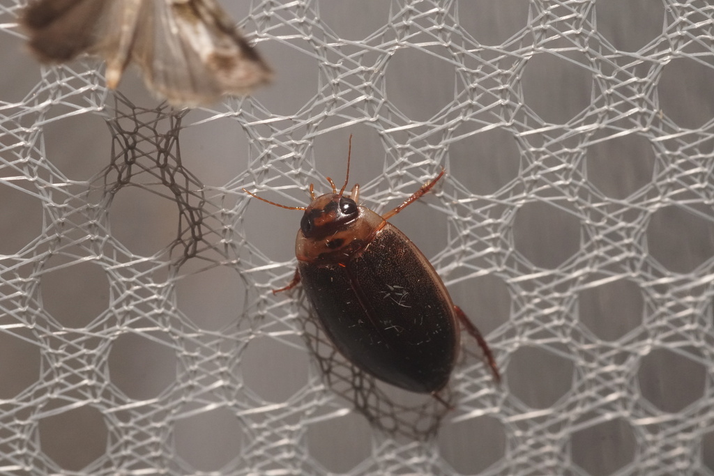Rhantus from 32350 Ordan-Larroque, France on August 14, 2023 at 10:30 ...