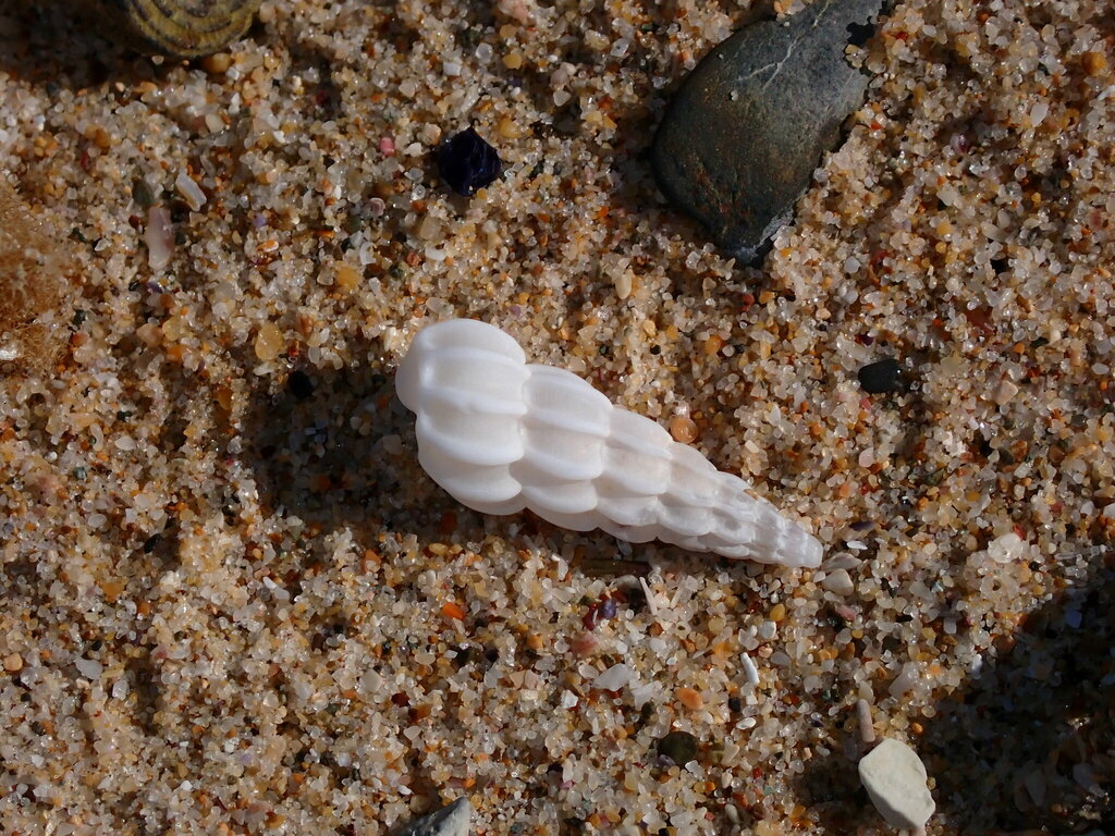 Opalia australis from Mullaway Headland NSW 2456, Australia on August 15, 2023 at 02:18 PM by ...