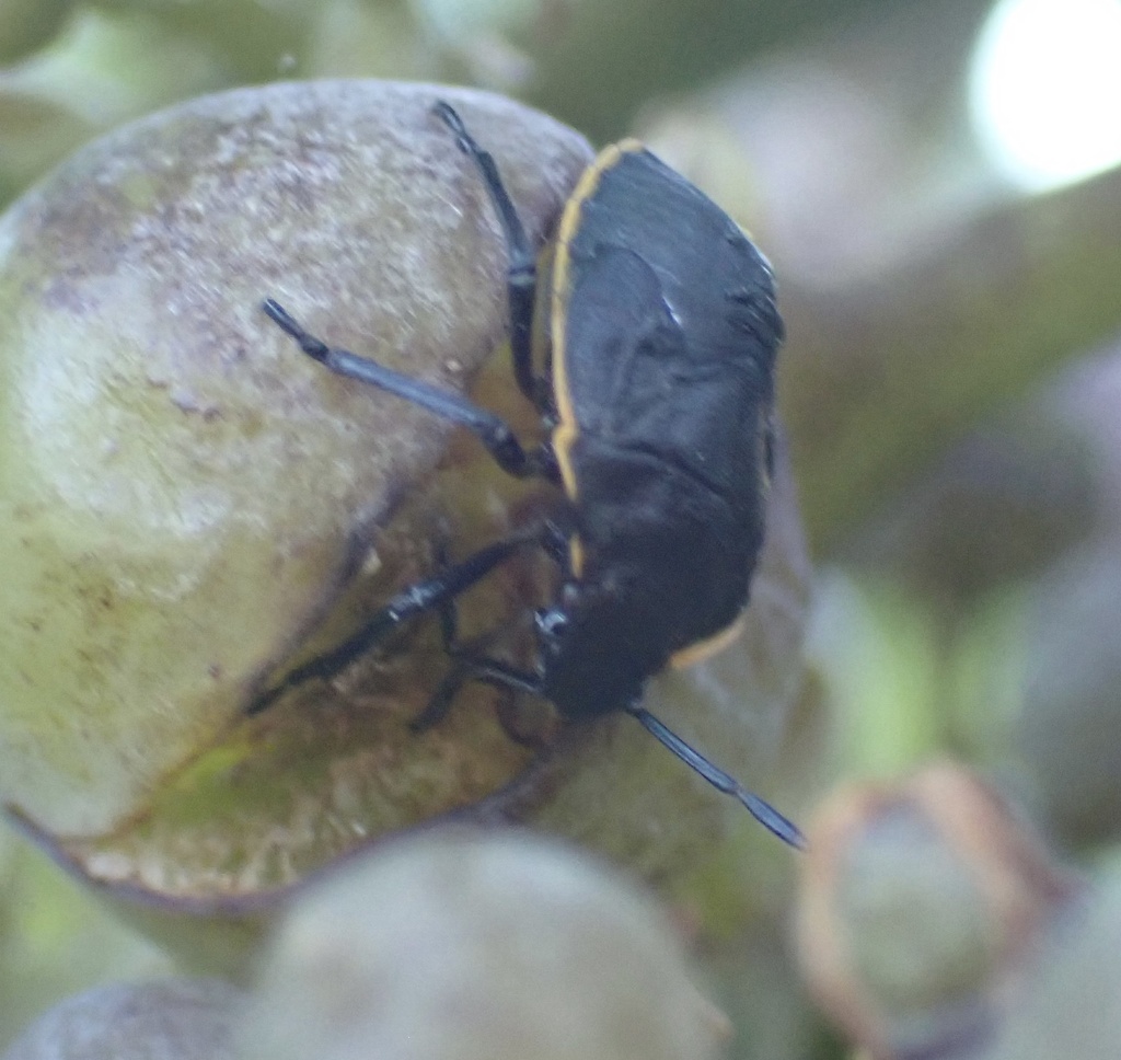 Conchuela Bug from Fernwood Rd, Victoria, BC, CA on August 14, 2023 at ...
