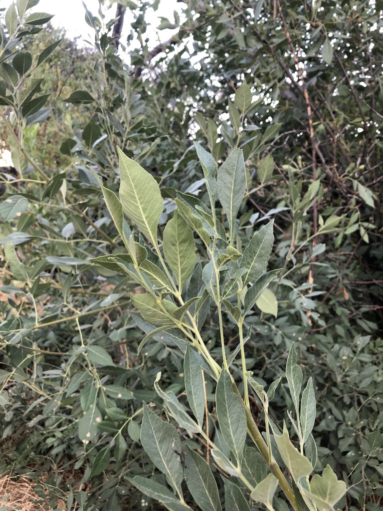 velvet ash from Cole Canyon Natural Park, Murrieta, CA, US on August 14 ...