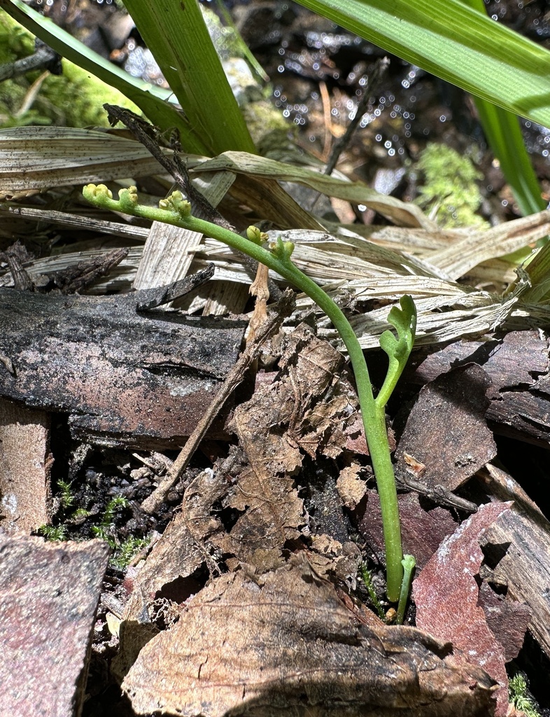 Mountain Moonwort in August 2023 by Matt Berger · iNaturalist