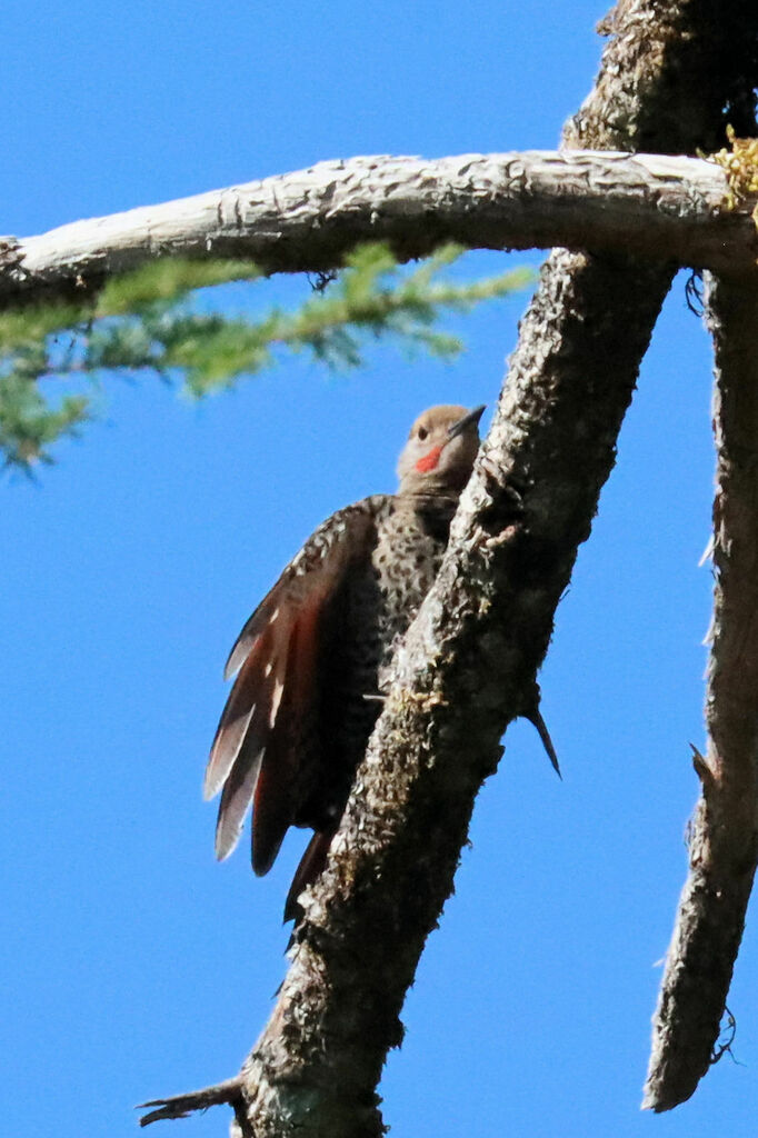 Northern Flicker from Grays Harbor County, WA, USA on August 11, 2023 ...