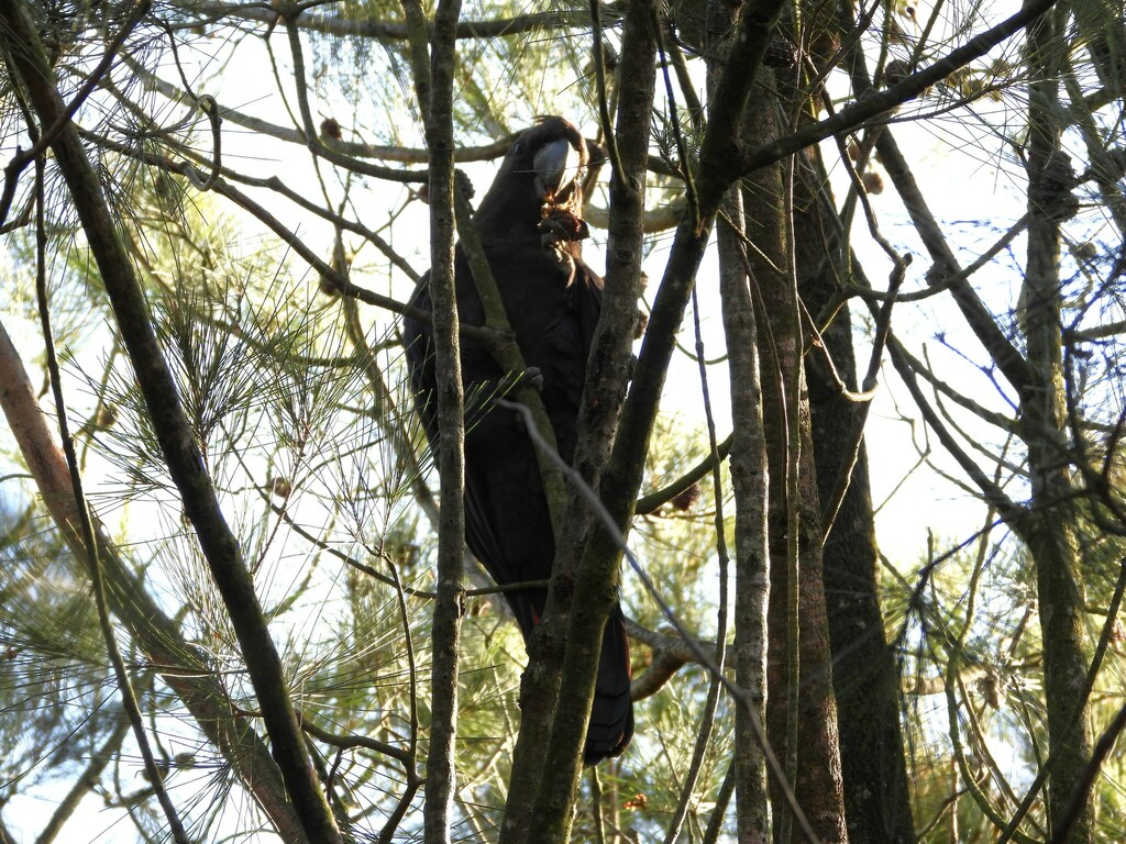 Glossy Black-Cockatoo in July 2023 by Ricardo Simao · iNaturalist
