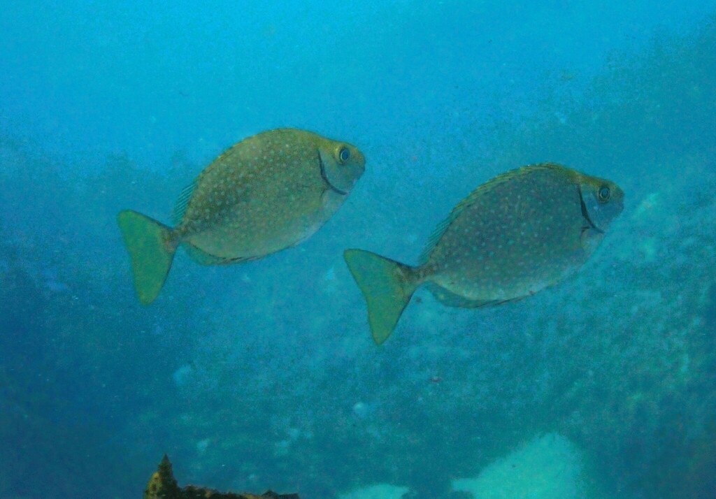 Black Rabbitfish from Sydney NSW, Australia on July 27, 2023 at 11:42 ...