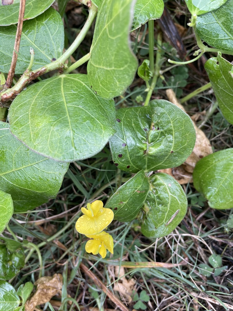 beach pea from Golden Four Dr, Tugun, QLD, AU on August 15, 2023 at 03: ...