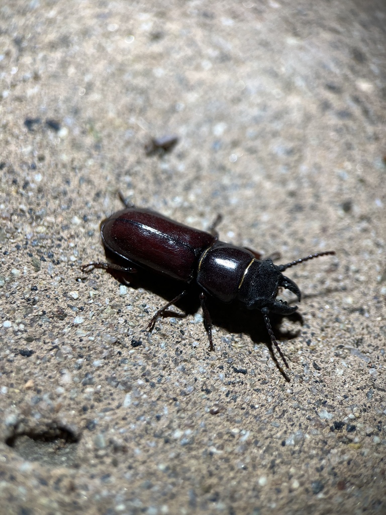 Neandra from Calle de la Sierra, El Cajon, CA, US on August 15, 2023 at ...