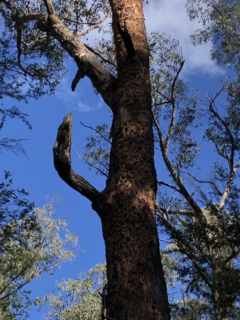Brown-top Stringybark from Yarra Ranges National Park, McMahons Creek ...