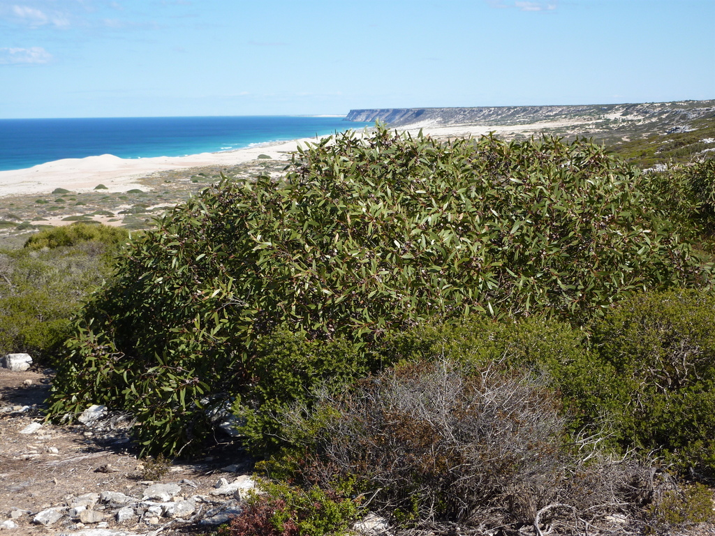 (Eucalyptus diversifolia hesperia) - Botanical Realm