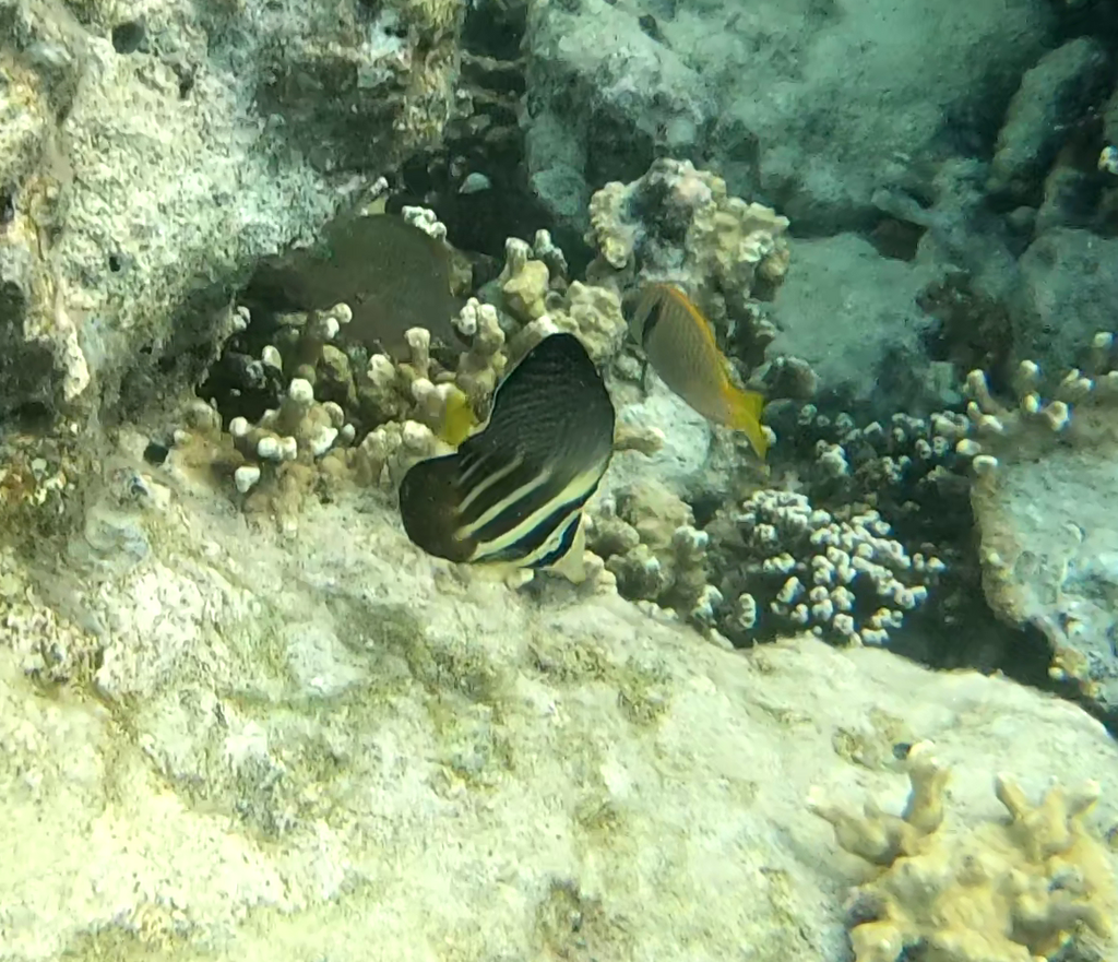 Pacific Sailfin Tang from Tivua Island, Fiji on July 18, 2023 at 04:10 ...