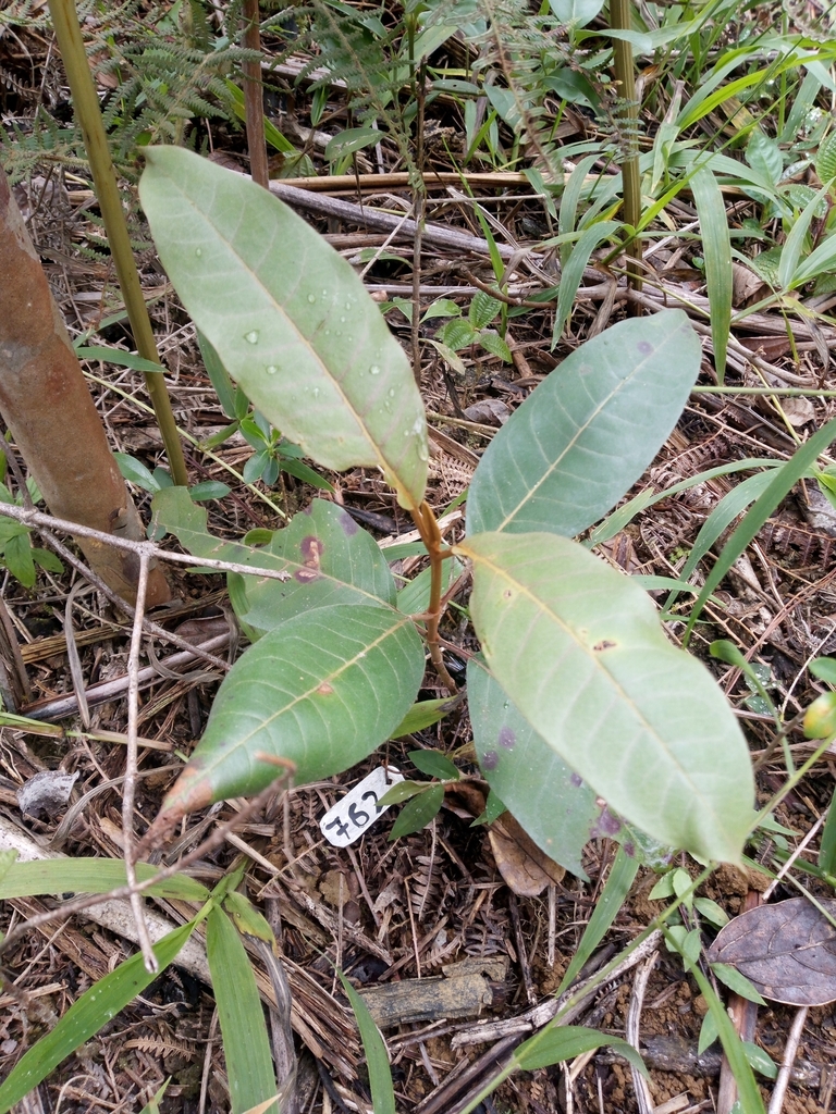 Mbura from Moramanga, Madagascar on August 15, 2023 at 11:02 AM by ...