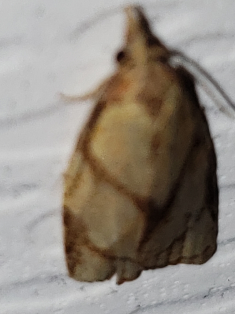 Reticulated Fruitworm Moth from Massey Acres on August 15, 2023 at 03: ...